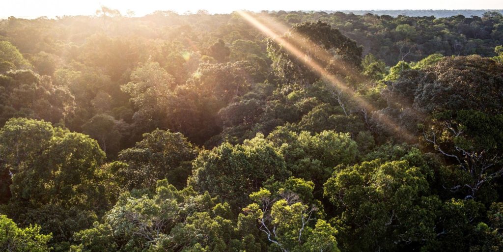 O que é e qual a importância do Fundo Amazônia - Nosso Futuro Roubado